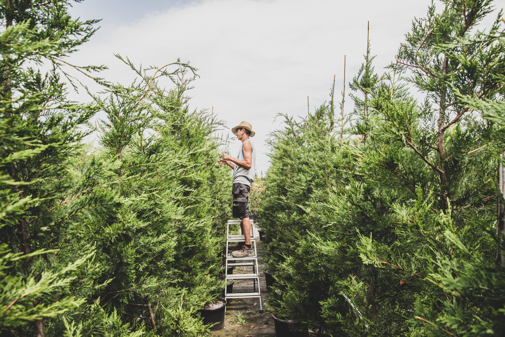 Les Pépinières Genevoises - 100% nature ! Pépiniéristes pour professionnels